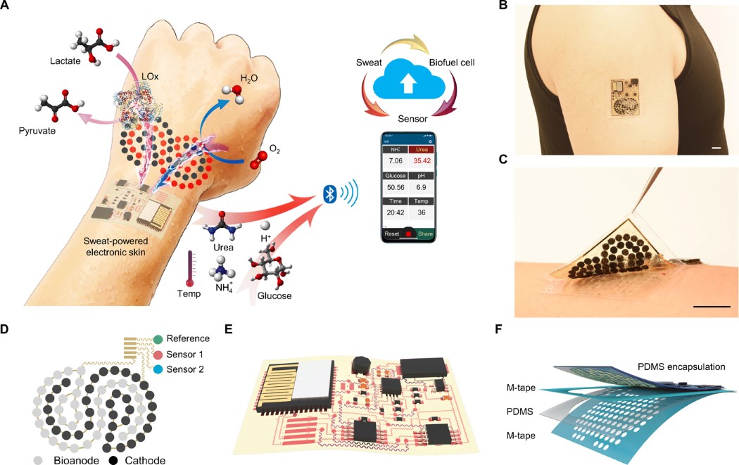 Electronic Skin Fully Powered By Fuel Cells And Sweat Can Monitor ...