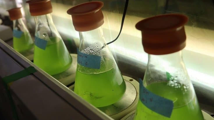 Discovery: A Strain Of Algae May Accelerate The Industrial Transition ...