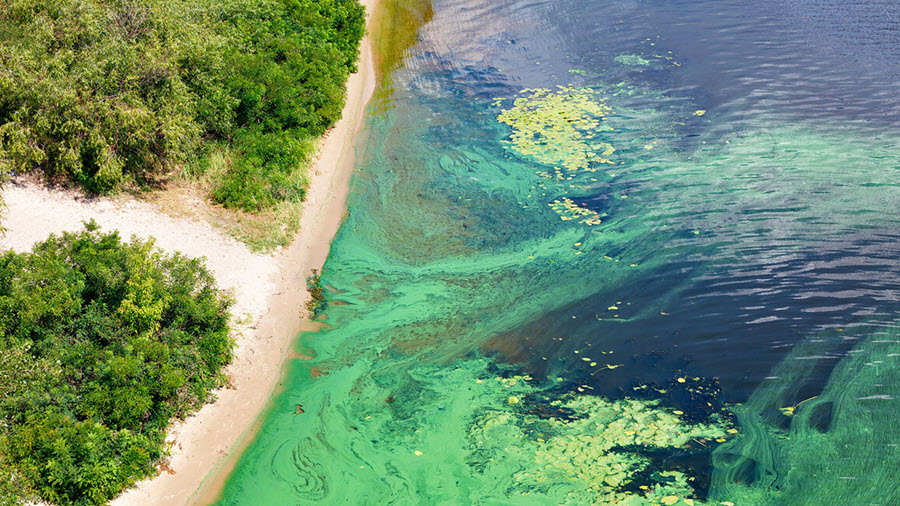 Germany: Hydrogen From Bacteria And Sunlight - FuelCellsWorks
