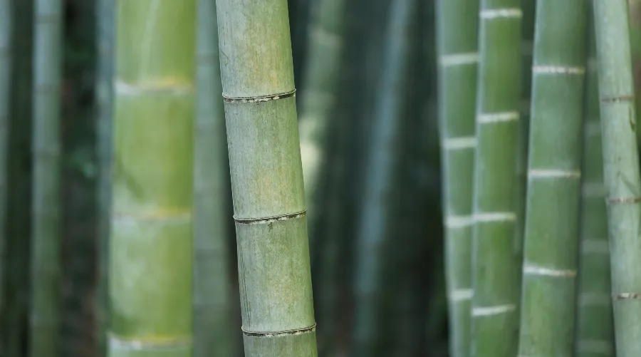 How Bamboo Can Play a Sustainable Role in Fuel Cells