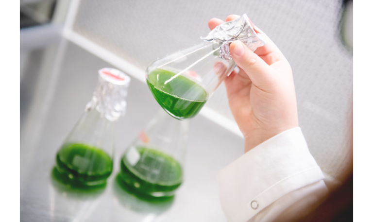 When Algae Produce Green Hydrogen At Night - FuelCellsWorks