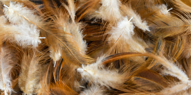 Chicken Feathers: A Novel Ingredient In Cost-effective, Sustainable ...