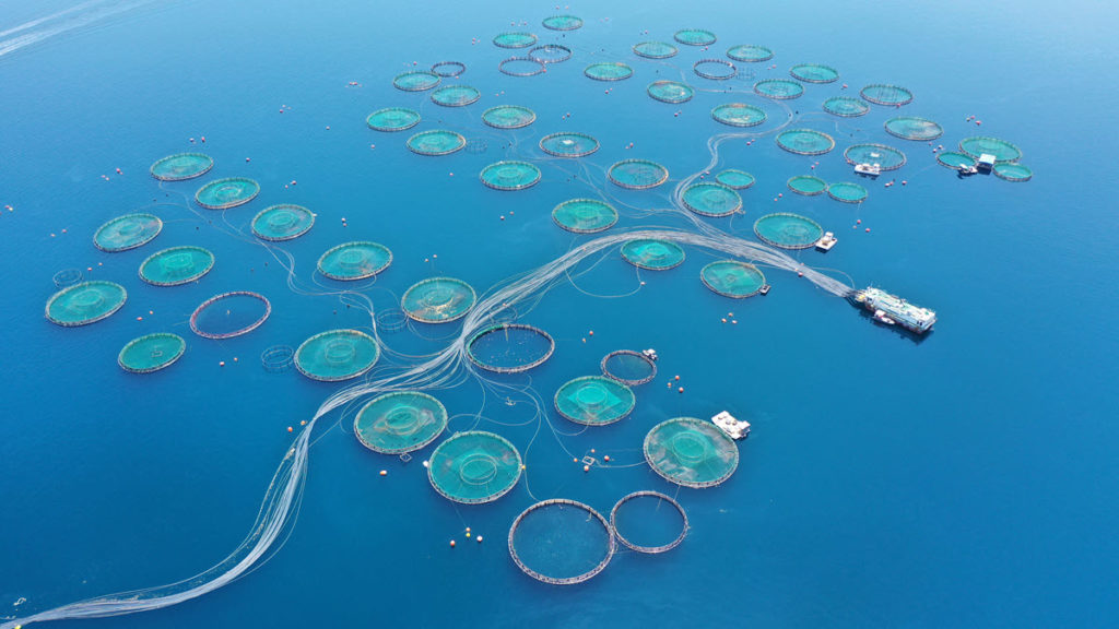Energy Innovator Aims To Combine Hydrogen Production And Fish Farming ...
